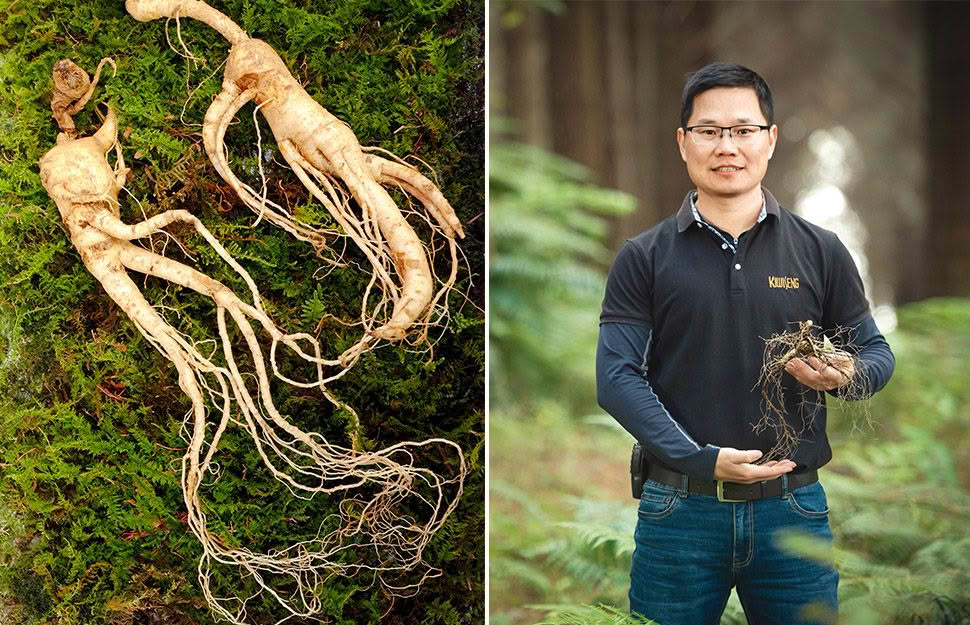 The secret (and expensive) world of growing ginseng in New Zealand