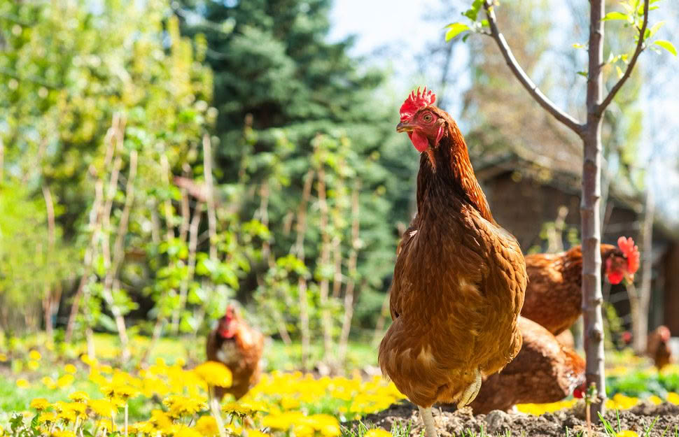 Why these two viruses can cause your chickens to get cancer