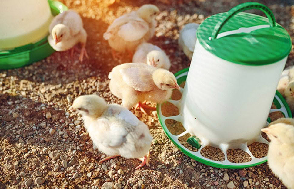 Why clean water is the key to healthy birds