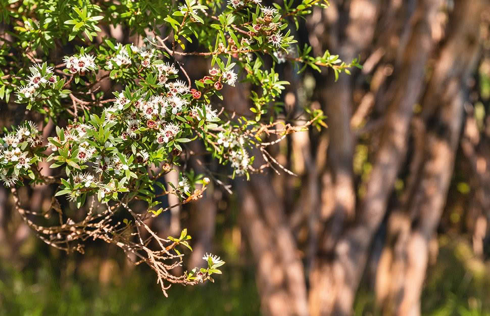 6 trees to plant for great firewood