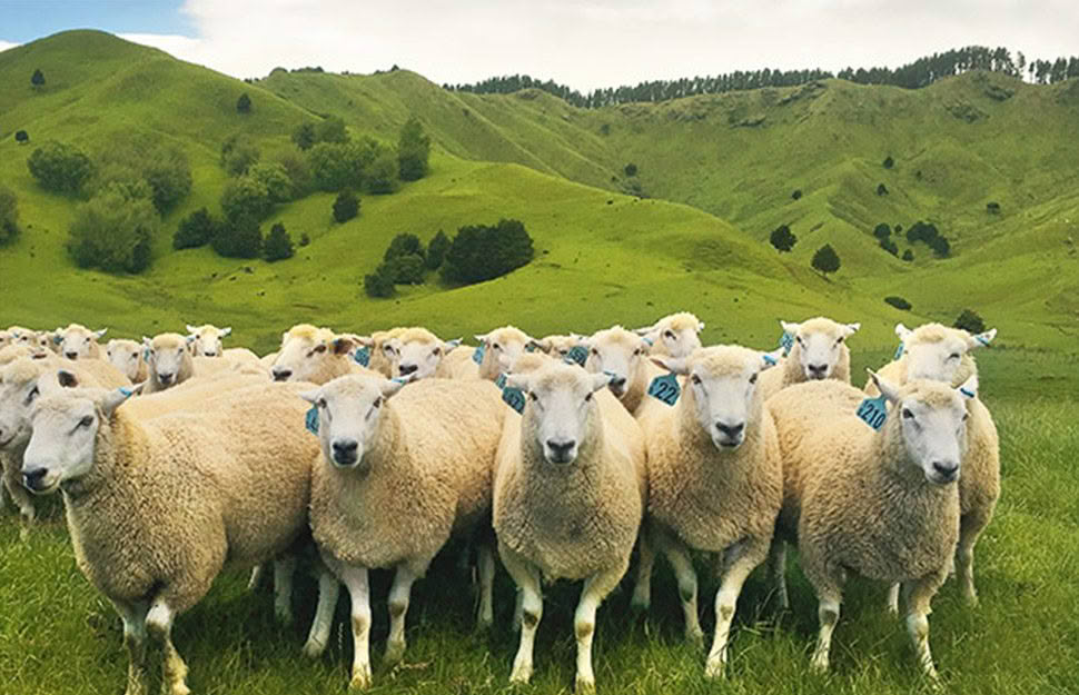 A beginner’s guide to breeding your dream sheep