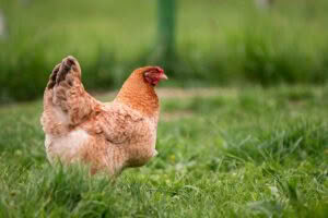 Don't eat that egg: The lowdown on withholding periods for your chickens