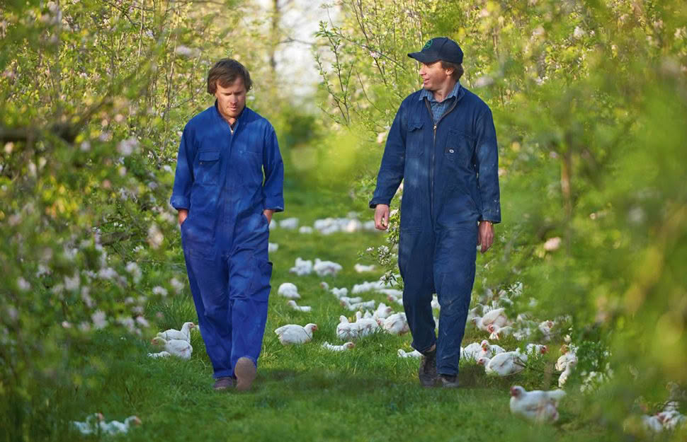 The Bostock Brothers know what they're doing when it comes to chooks ...