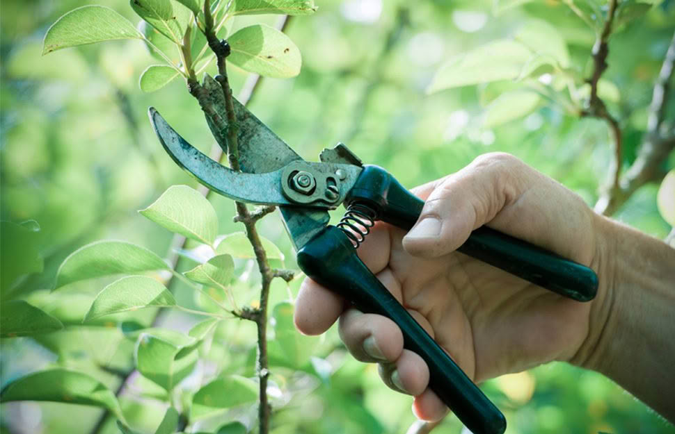 The ultimate guide to pruning your fruit trees correctly