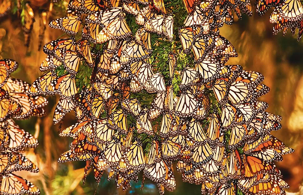 What are neonicotinoids? An Auckland doctor explains why threats to ...