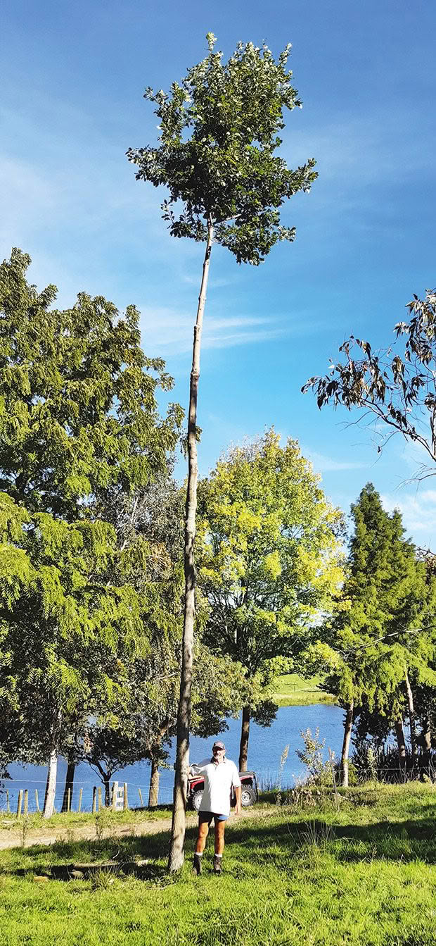 Why oak-tree enthusiasts want oaks planted all over New Zealand ...