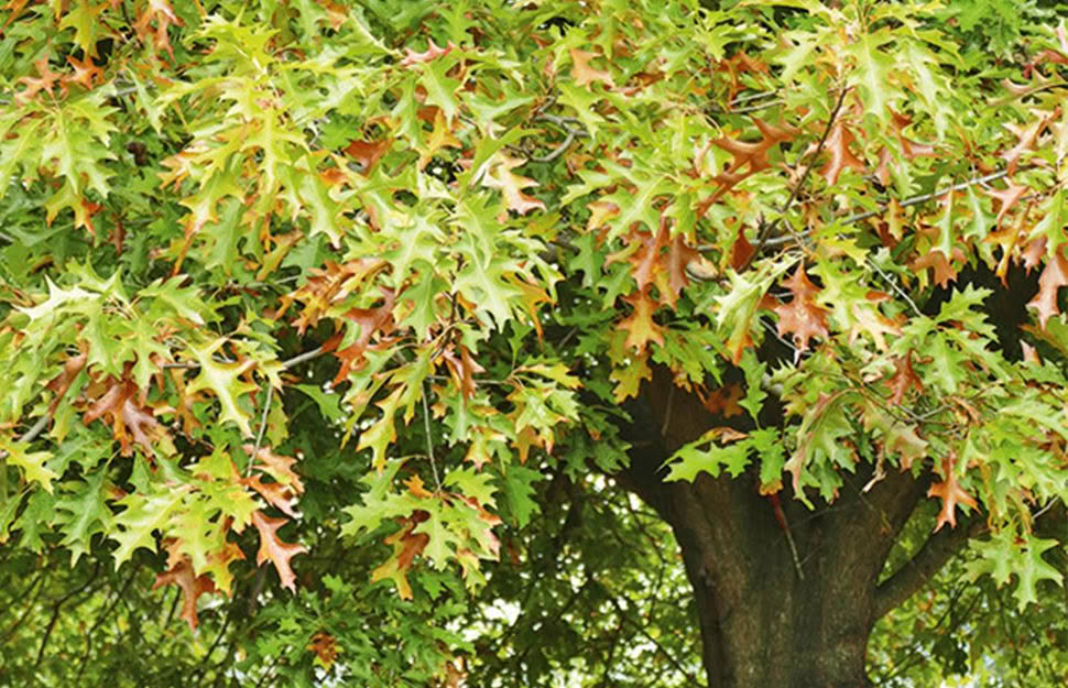 Why oak-tree enthusiasts want oaks planted all over New Zealand ...