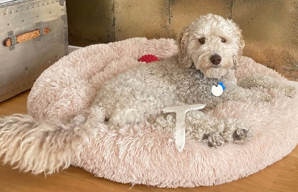 Lucy Corry: A dog’s breakfast