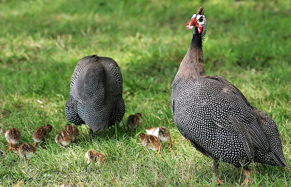 Guinea fowl: The peculiar bird with a plethora of uses