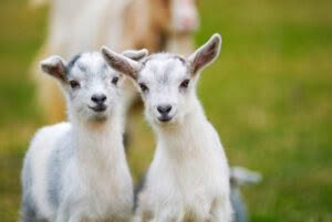 Everything you need to know about goat horns