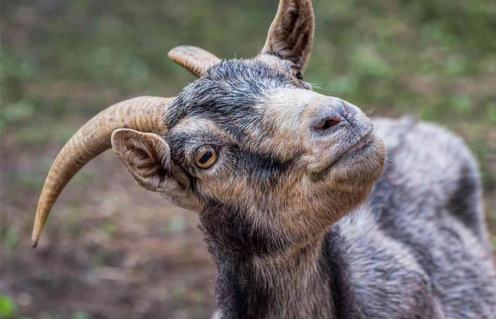 Everything you need to know about goat horns