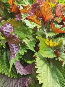 Why shiso is a must-have herb for your edible garden