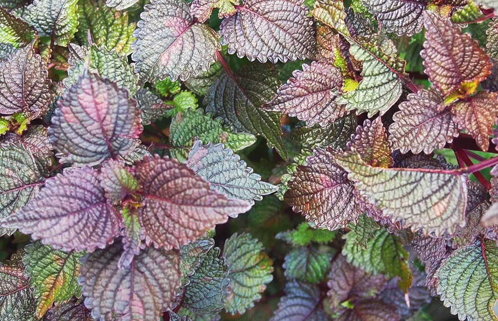 Why shiso is a must-have herb for your edible garden