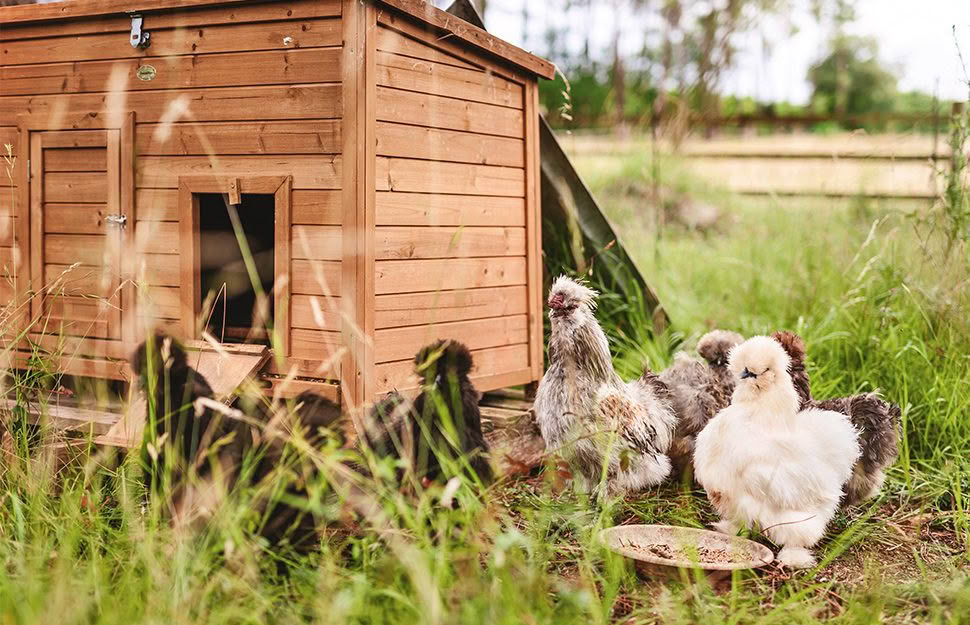 Should you believe what a chicken 'expert' is telling you?
