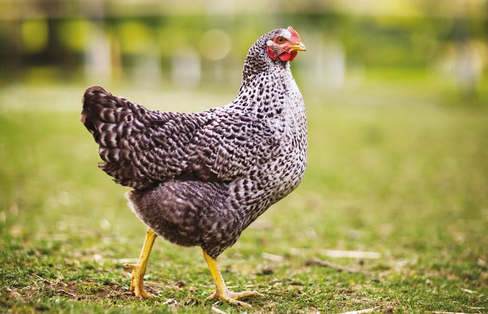 20 things to know when raising chickens for dinner