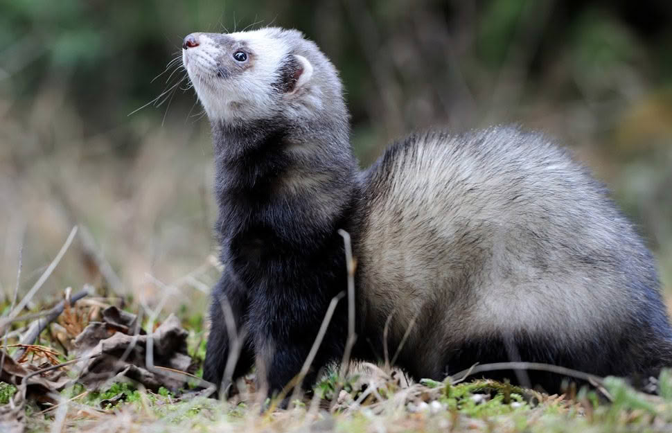Map Of Ferrets In New Zealand