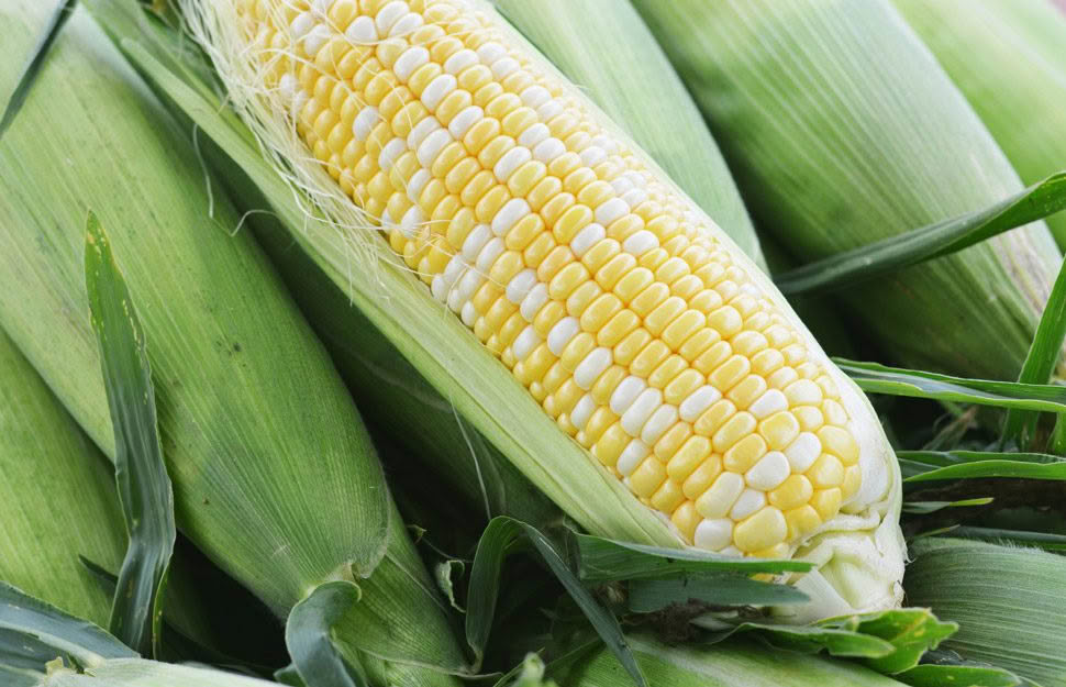 What you need to know about growing good corn (from a self-confessed ...