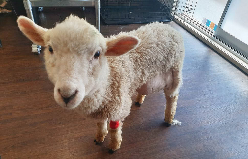 The mystery of the lumpy lamb