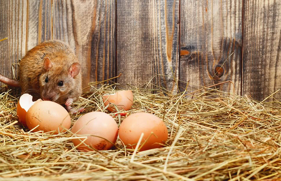 How to launch a rat attack