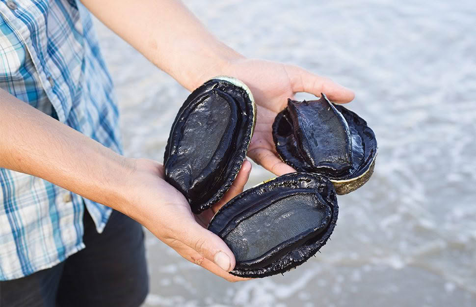 Meet the Radon family: Farming pāua and crafting beautiful pearl ...