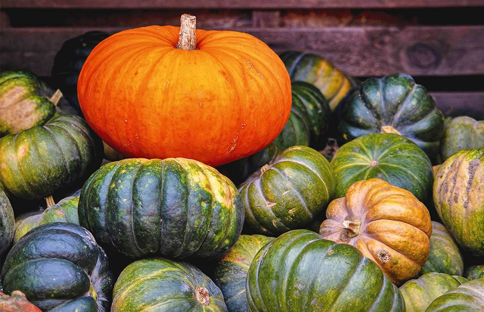 Why pumpkins are one of the most versatile autumnal vegetables (+ Nani ...