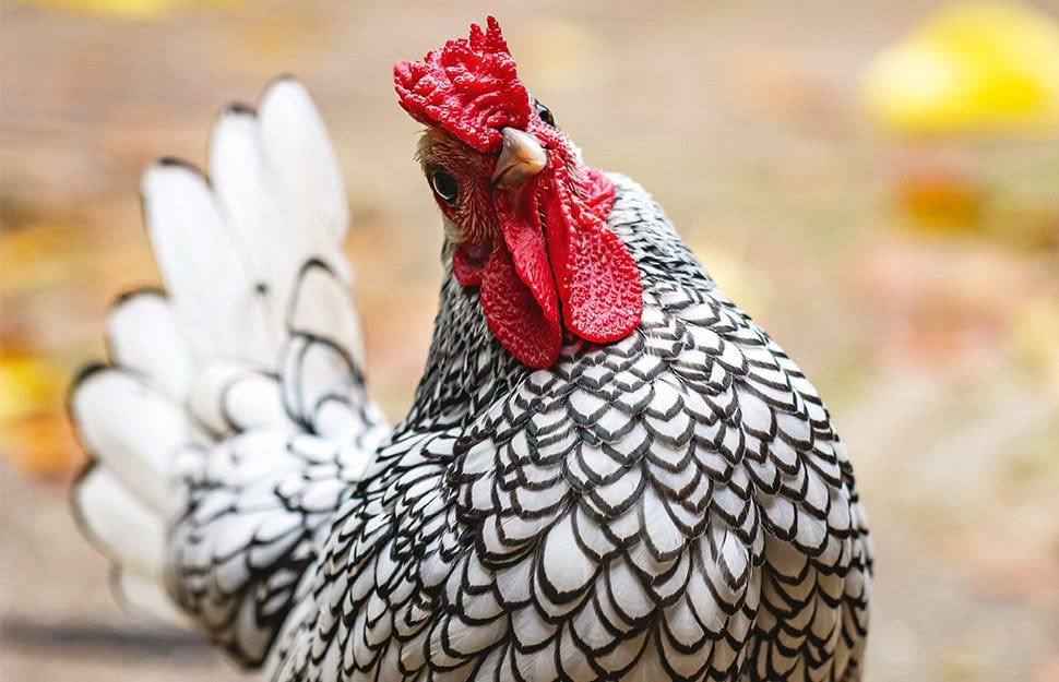 9 things you need to know about chicken combs