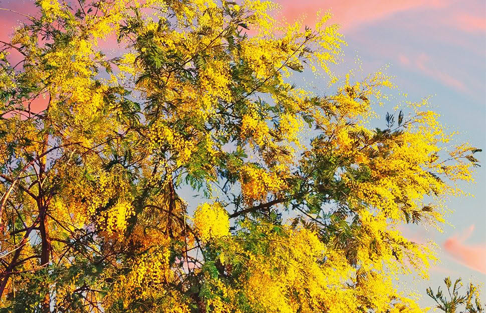 The best firewood trees, according to a forester