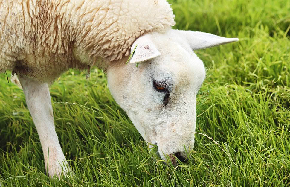 Natural Plants That Control Worms In Sheep