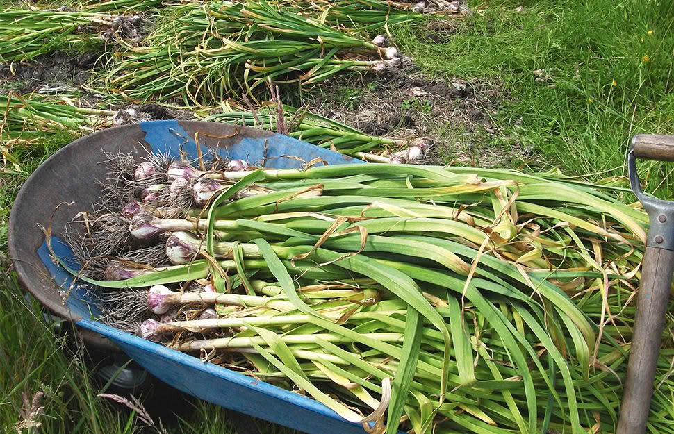 Secrets to growing great organic garlic