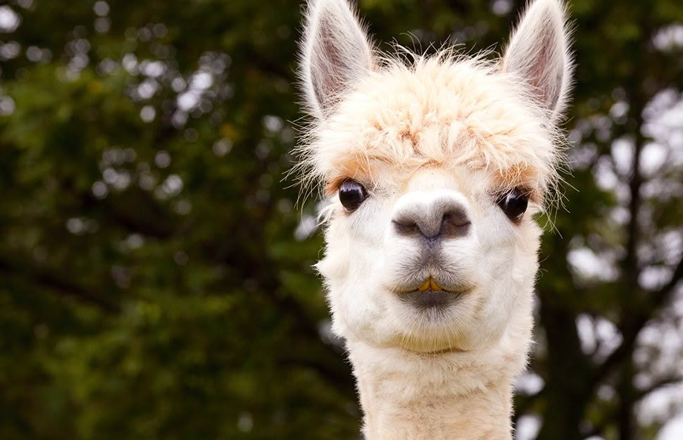 Common mistakes alpaca-owners make
