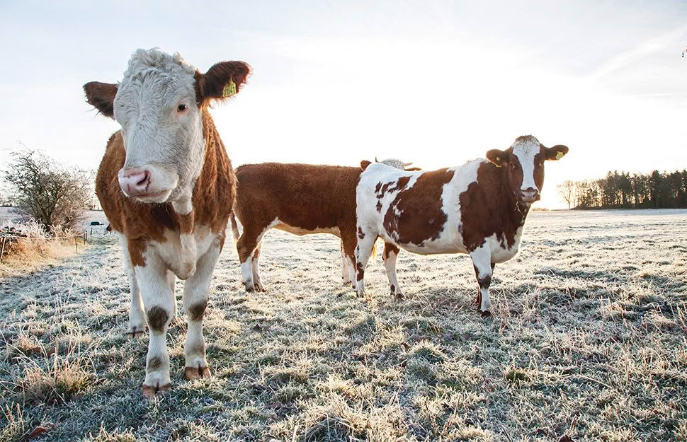 Getting your livestock through winter
