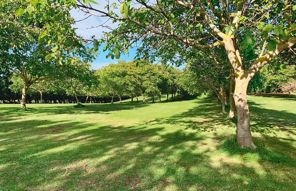 8 secrets to growing trees