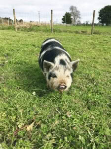 Should you put a ring on your pig?