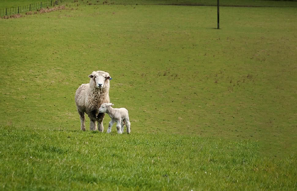 Five tips for first-time lambing