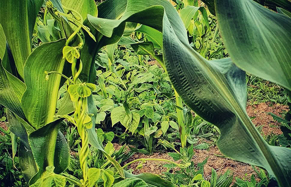 What are the 'three sisters'? A permaculture expert explores the ...