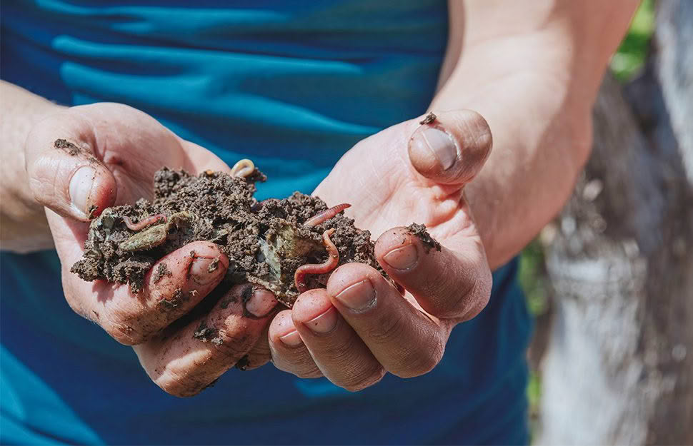 How wiggly worms can help you assess soil health