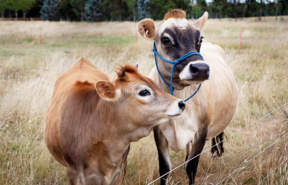 The magic of Jersey cow milk season