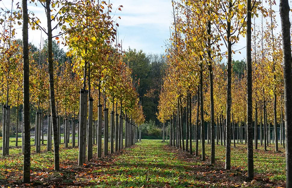 The most helpful trees for the best hedge – as decided by an expert