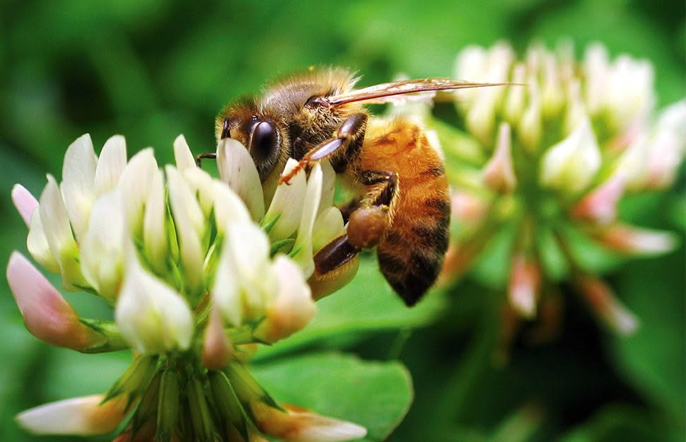 Four tips for a bee-friendly lawn