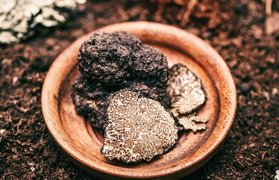 Why truffles could be a lifestyle block goldmine