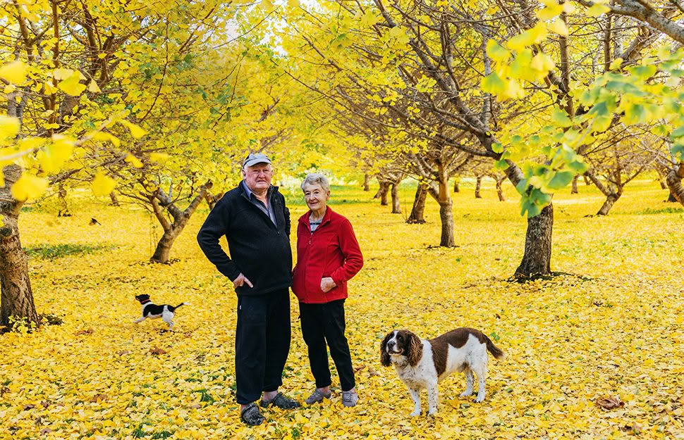 Growing ginkgo in New Zealand
