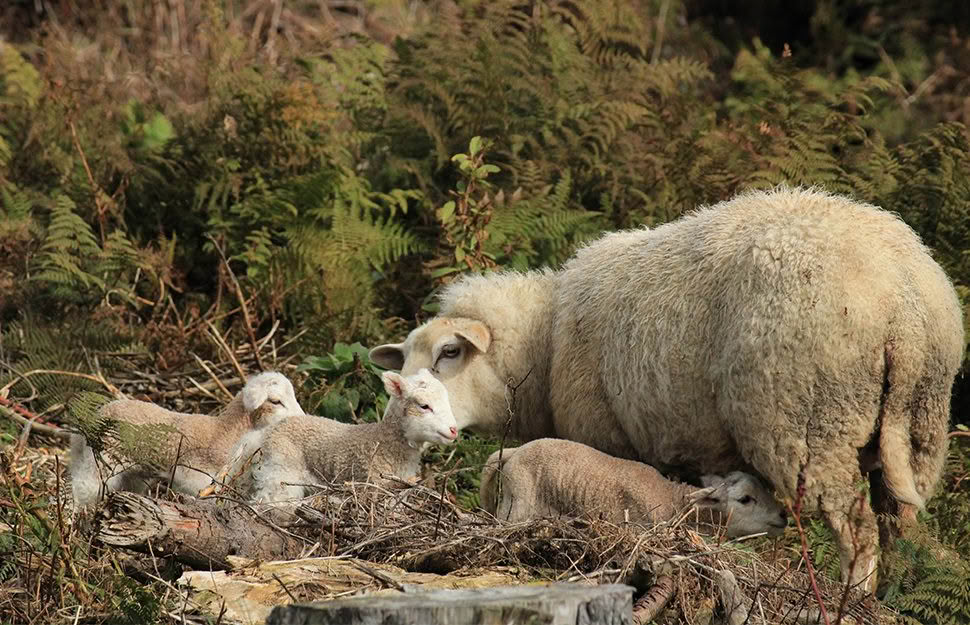 Rebecca Stewart: All creatures great and small