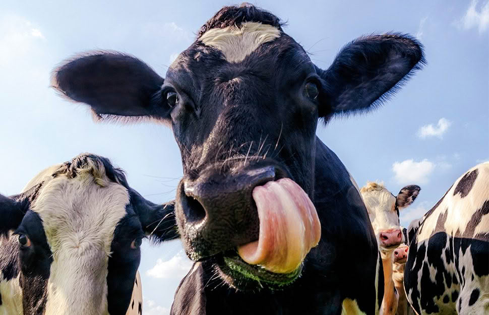 Common mistakes with cattle