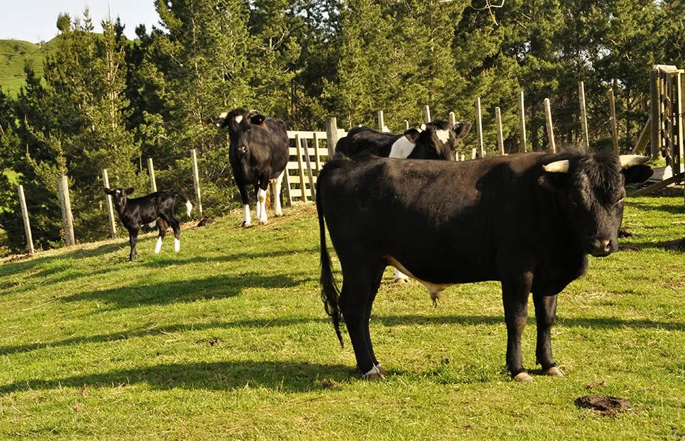 The rare cattle breed that narrowly escaped extinction