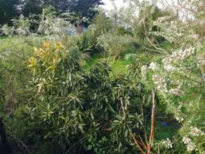 Tagasaste – the number one tree in the permaculture handbook