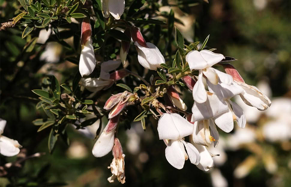 Tagasaste – the number one tree in the permaculture handbook