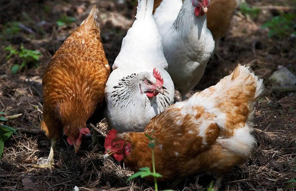 How to prevent a backyard feather pecker