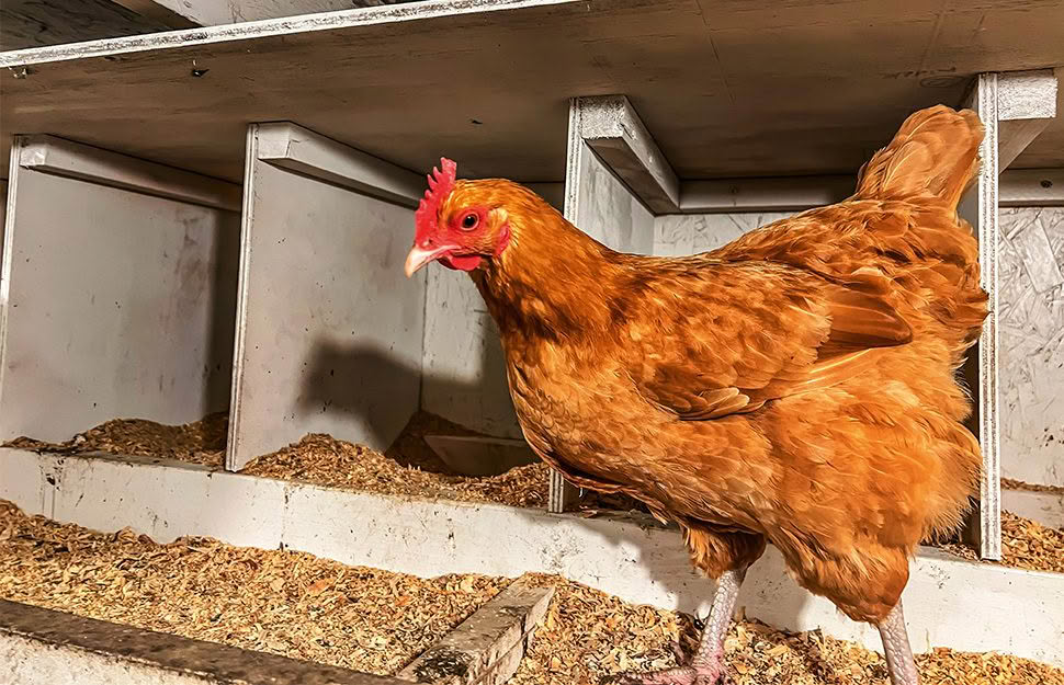 Six tips to improve nesting boxes