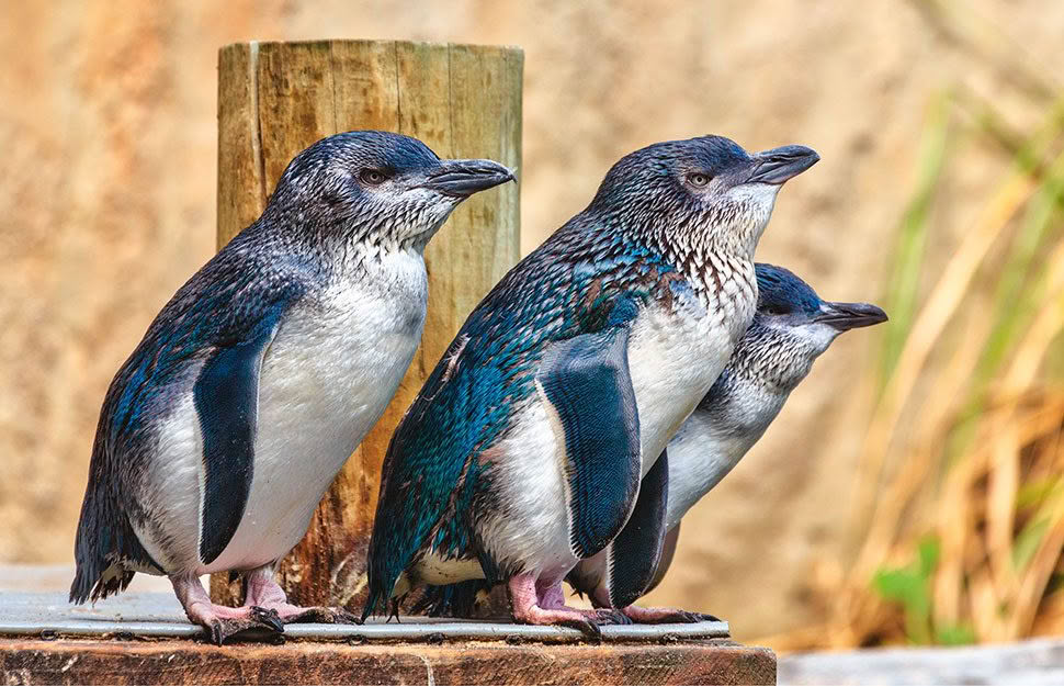 The duo protecting kororā in Kaiteriteri