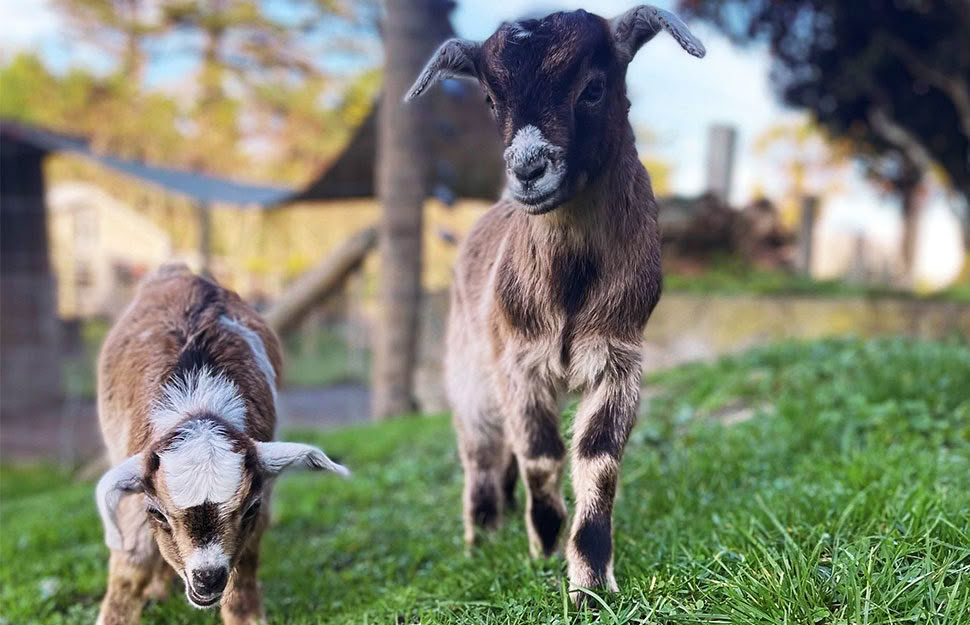 A couple heals their inner child when adopting two rescue goats